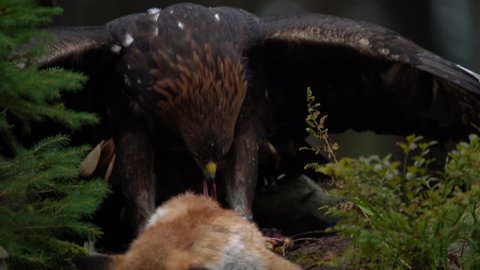Eagle Catch Red Fox Golden Eagle Stock Footage Video (100% Royalty-free ...