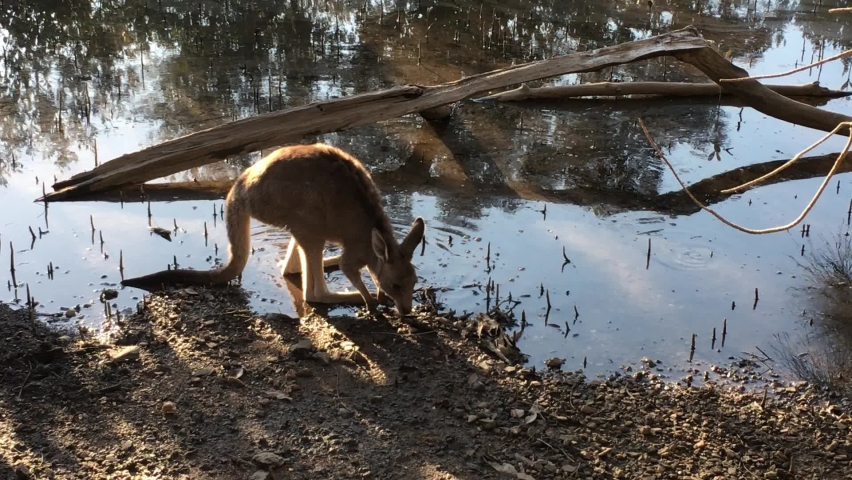Kangaroo drinking water Stock Video Footage - 4K and HD Video Clips ...