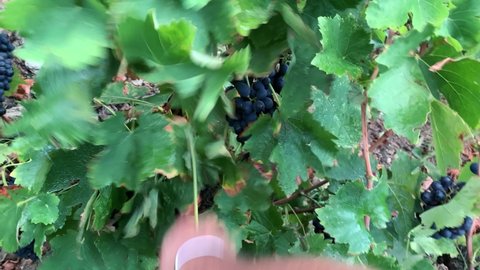 Leaf Removal On Grapevines Improve Air Stock Footage Video (100% ...