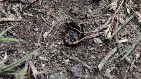 Solitary Bee Digging Ground Closeup Stock Footage Video (100% Royalty ...
