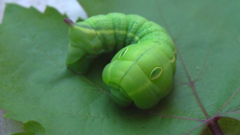 Large Huge Grape Green Worm Caterpillar Stock Footage Video (100% ...