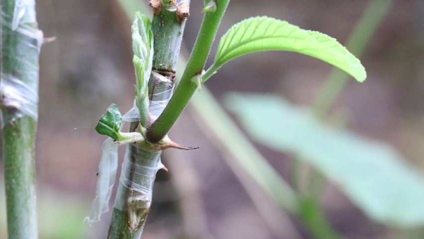 Bud Grafting Stock Video Footage - 4K and HD Video Clips | Shutterstock