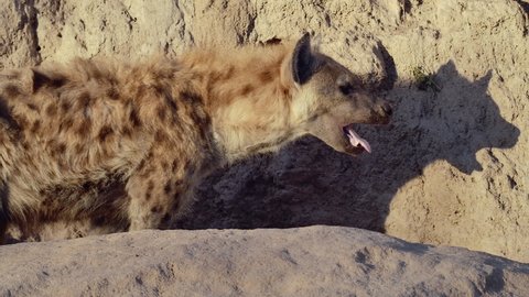 Medium Shot Spotted Hyena Yawning Beautiful Stock Footage Video (100% ...