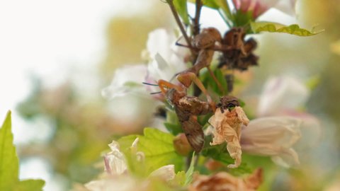 Praying Mantis Eating Moth Praying Mantis Stock Footage Video (100% ...