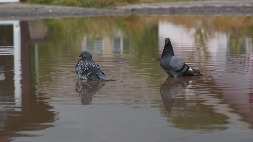 Two Pigeons together image - Free stock photo - Public Domain photo ...
