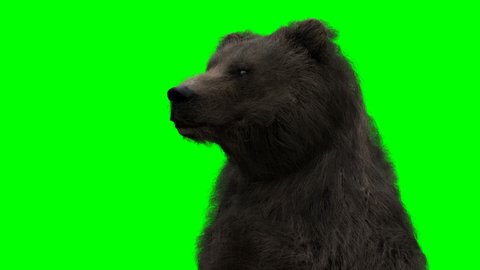 Standing Bear Green Screen Realistic Animation Stock Footage Video (100 ...