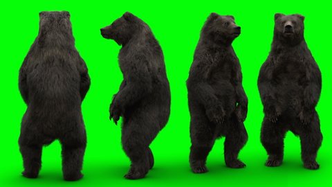 Bear green screen Stock Video Footage - 4K and HD Video Clips ...