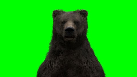 Bear green screen Stock Video Footage - 4K and HD Video Clips ...
