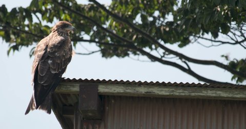 Bird poop Stock Video Footage - 4K and HD Video Clips | Shutterstock