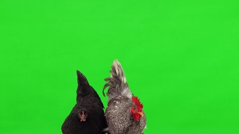 2,464 Green screen chicken Stock Video Footage - 4K and HD Video Clips ...