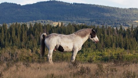 Horse Pooping Defecating Rural Area Stock Footage Video (100% Royalty ...
