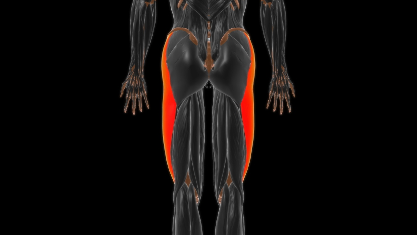 Iliotibial band Stock Video Footage - 4K and HD Video Clips | Shutterstock