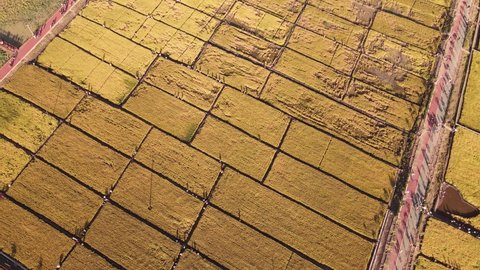 Autumn Drought Withered Yellow Wheat Leaves Stock Footage Video (100% ...