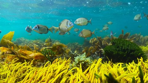 Shallow Ocean Floor Algae Sea Breams Stock Footage Video (100% Royalty ...