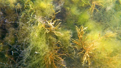 Brown Algae Macrophytes Cystoseira Barbata Other Stock Footage Video ...