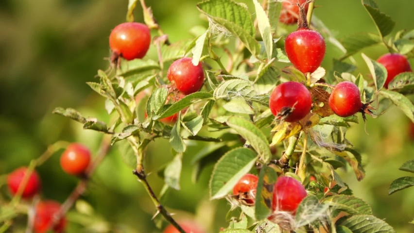 Northeastern Native Plants Stock Video Footage - 4K and HD Video Clips ...