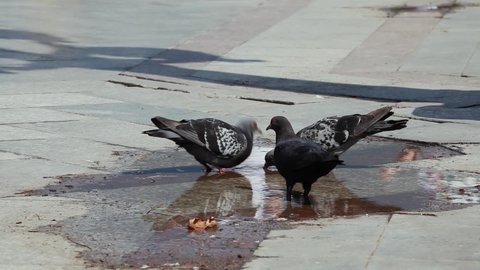 Three Blue Pigeons Drink Water Puddle Stock Footage Video (100% Royalty ...