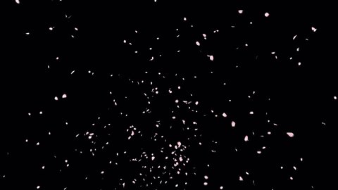Cherry Blossom Petals Explosion Alpha Channel Stock Footage Video (100% ...
