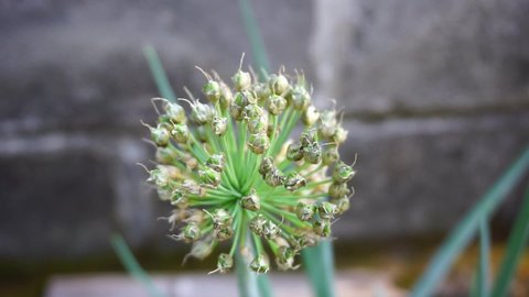 Spring Onion Flower Natural Background Indonesian Stock Footage Video ...