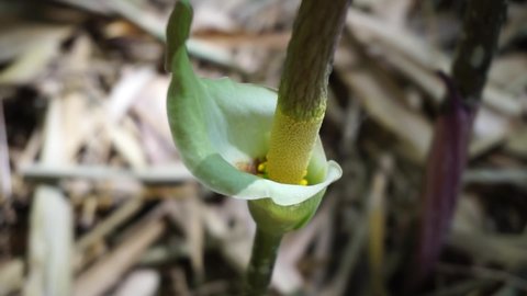 Amorphophallus Variabilis Kembang Bangkai Walur Acung Stock Footage ...