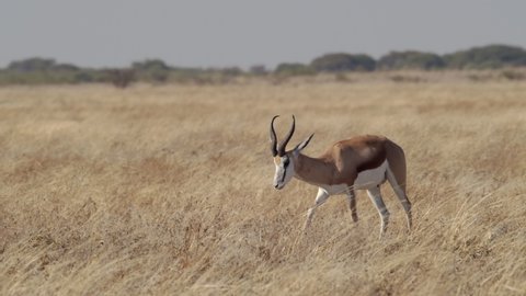 Wide Shot Springbok Chasing Opponent Central Stock Footage Video (100% ...