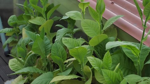 Large Tobacco Seedlings Smoking Tobacco Large Stock Footage Video (100% ...