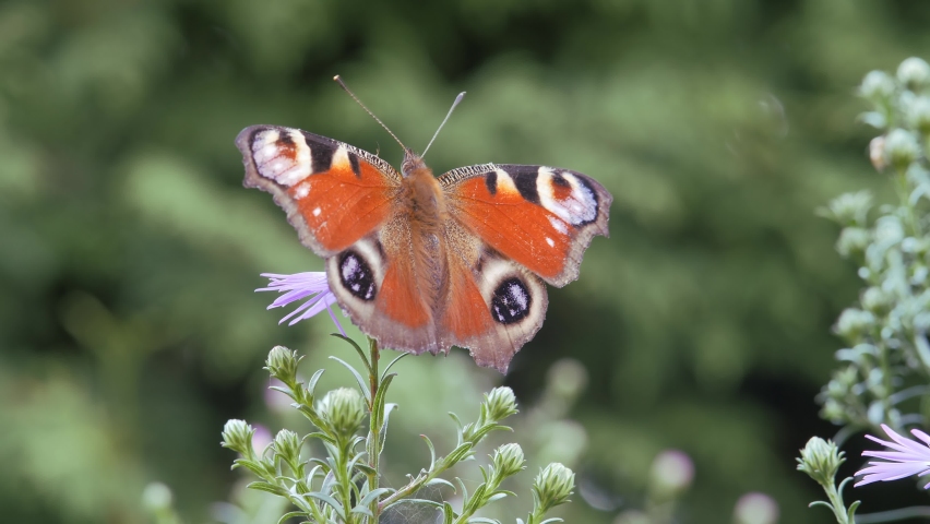 Butterfly with wings wide open image - Free stock photo - Public Domain ...