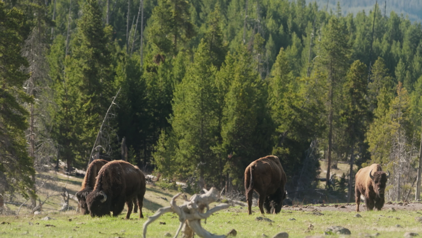 The American bison or simply bison, also commonly known as the American ...