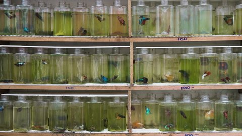 Many Betta Fish Glass Bottles Siamese Stock Footage Video (100% Royalty ...