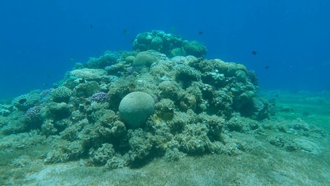 Once Beautiful Coral Reef Overgrown Algae Stock Footage Video (100% ...