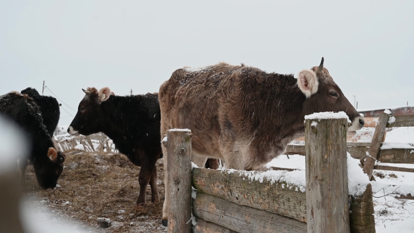 182 Cow butt Stock Video Footage - 4K and HD Video Clips | Shutterstock