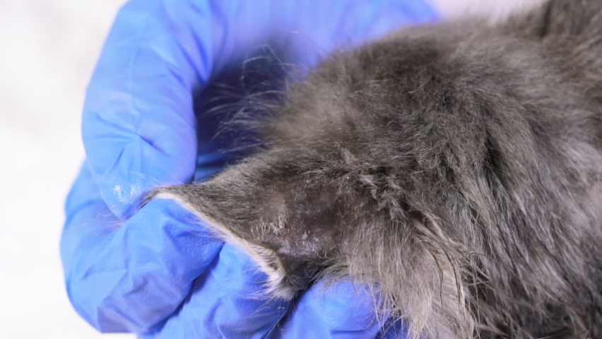 close-up receding hairline on cat's ear Stock Footage Video (100% ...