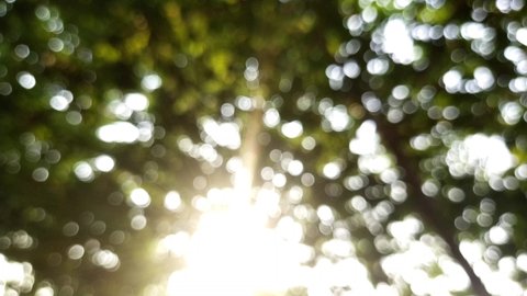 Blurred View Kersen Leaves Indonesian Fruit Stock Footage Video (100% ...