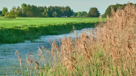 Calamagrostis Canescens Known Purple Smallreed Species Stock Footage ...