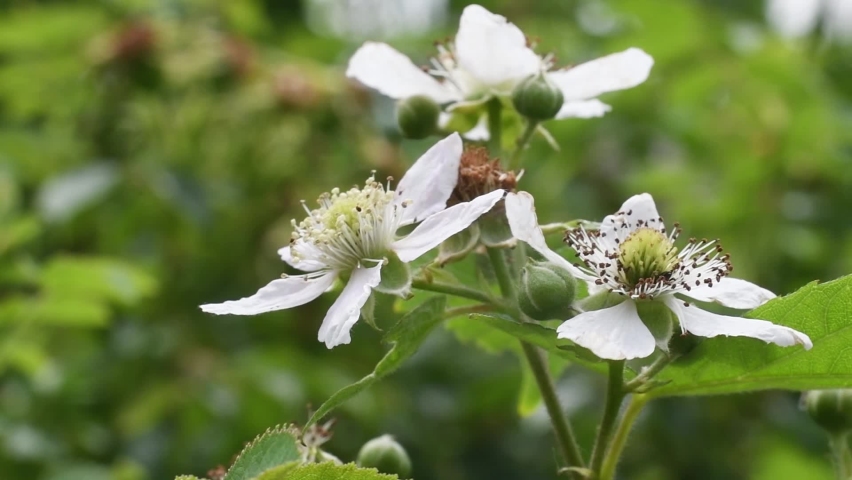 Bramble flower Stock Video Footage - 4K and HD Video Clips | Shutterstock