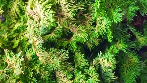 Thuja Tuya Coniferous Tree Green Nature Stock Footage Video (100% ...