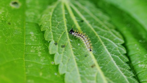 Aglais Urticae Caterpillar Nymph On Nettle Stock Footage Video (100% ...