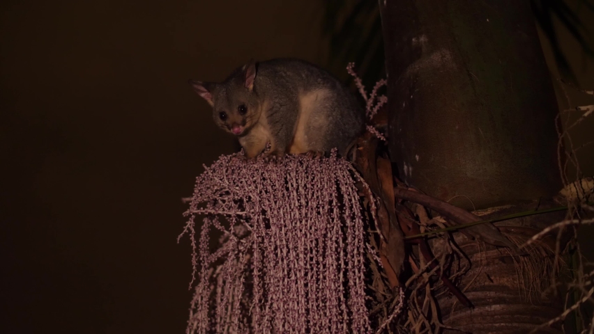 2 Possum icon Stock Video Footage - 4K and HD Video Clips | Shutterstock