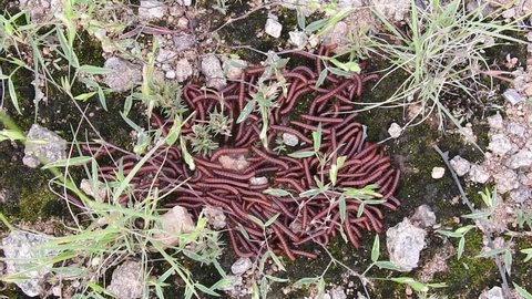 Piles Small Worms On Ground Crawling Stock Footage Video (100% Royalty ...
