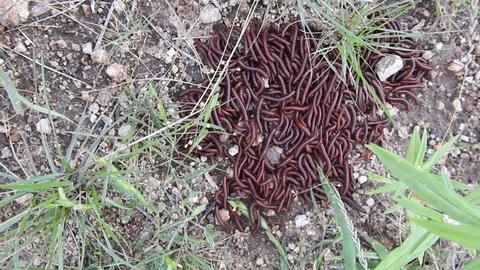Piles Small Worms On Ground Crawling Stock Footage Video (100% Royalty ...