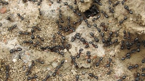 Black Common Ants Camponotus Compressus Native Stock Footage Video (100 ...