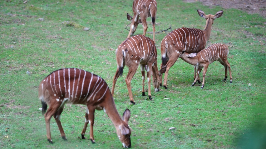 Nyala zoo Stock Video Footage - 4K and HD Video Clips | Shutterstock