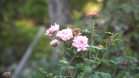 Summer Damask Rose Highresolution Closeup 4k Stock Footage Video (100% ...