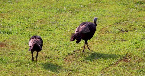 Five Young Wild Turkeys Running Perceived Stock Footage Video (100% ...