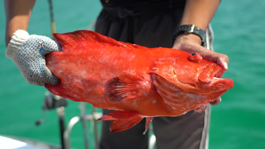 2 Steamed red grouper Stock Video Footage - 4K and HD Video Clips ...