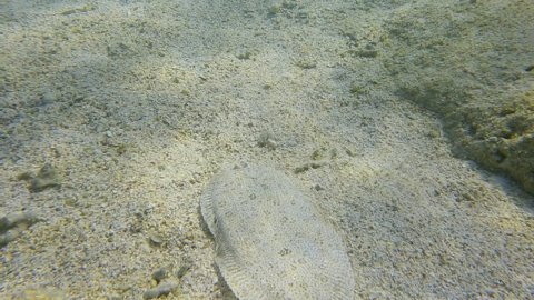 Sole Fish Swimming Over Sandy Bottom Stock Footage Video (100% Royalty ...