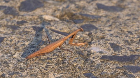 Praying Mantids Brown Color Hunting Motionless Stock Footage Video (100 ...