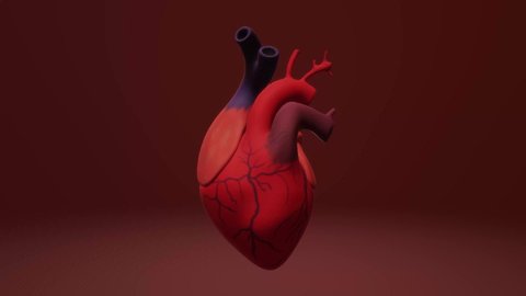 Human Heart 3d Animation 4k Video Stock Footage Video (100% Royalty ...