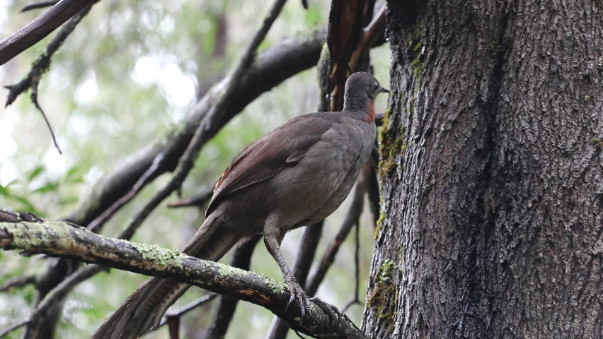 24 Australian ground dwelling birds Stock Video Footage - 4K and HD ...