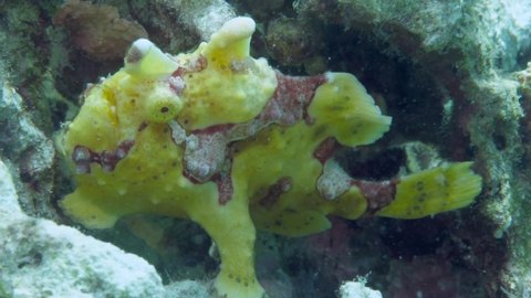 Yellow Frog Fish Angler Fish Floating Stock Footage Video (100% Royalty ...